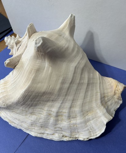 BIG BEAUTIFUL HEAVY 9.5" HORNED QUEEN CONCH NATURAL BEACH SEASHELL | eBay