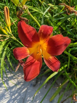 Red Magic Daylily - Red w/yellow throat daylily - 4 fans. Delivery ...