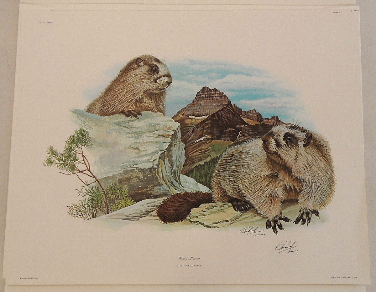 Richard Timm Hoary Marmot 22"x28" Registered & Signed Lithography Fine ...