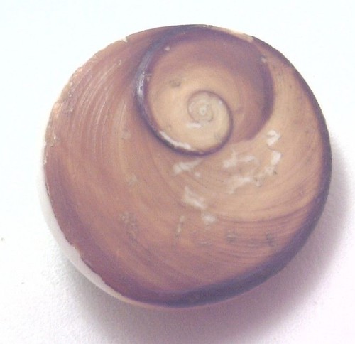 Antique Vintage Large Operculum Shell Stone for Repair Design Steampunk ...