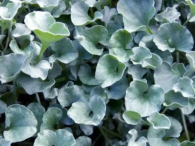 Silver Ponyfoot Dichondra Live 1 Gallon Plant, Fully Rooted | eBay