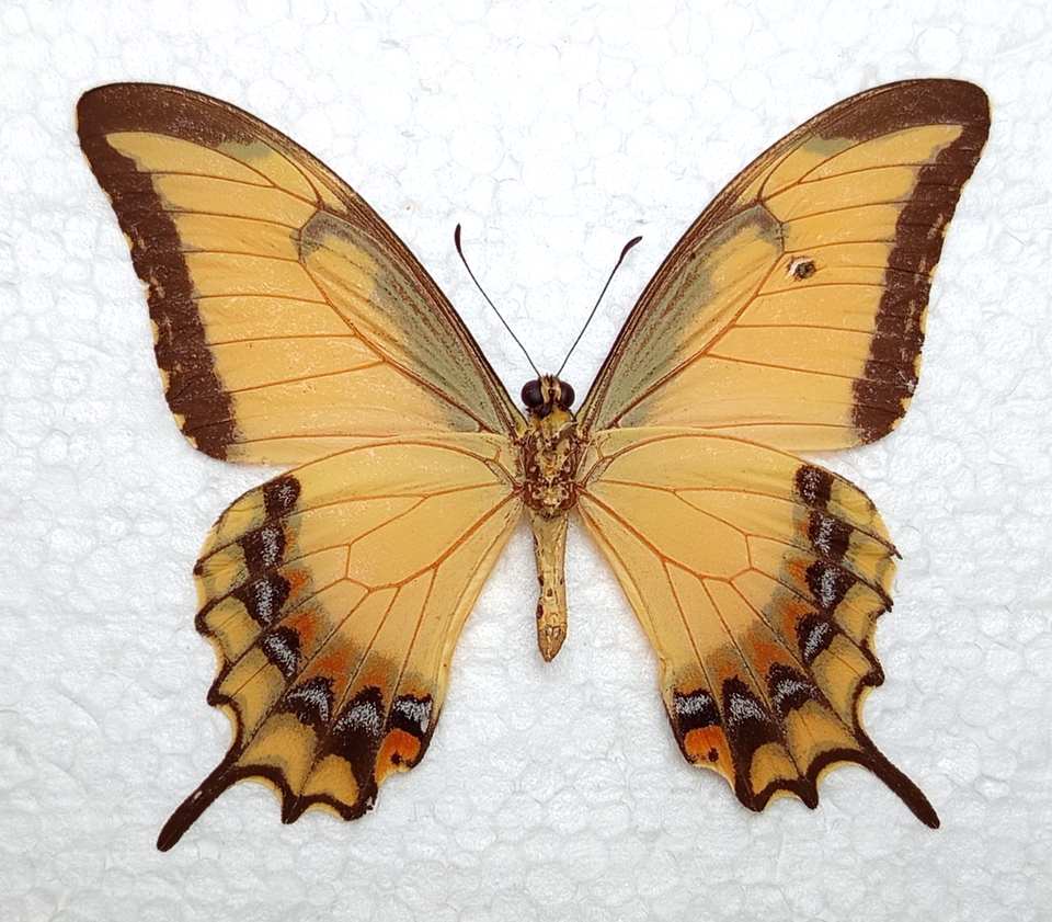 PAPILIONIDAE: Papilio thersites thersites MALE. Rare. | eBay