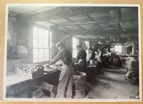 Cod Fish Filleting The Photography of Fred Bodin Gloucester ...