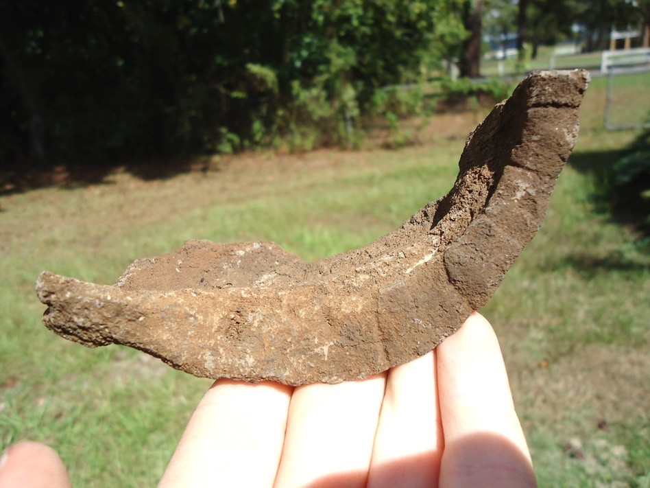 INCREDIBLE SECTION of BOX TURTLE SHELL FLORIDA FOSSILS ICE AGE EXTINCT ...