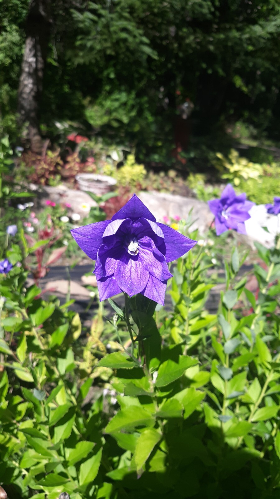 Platycodon grandiflorus, Balloon flower mix 35+ perennial seed | eBay