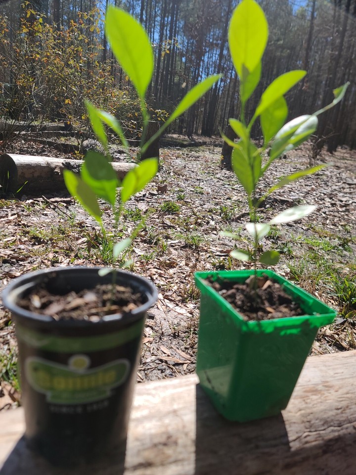 Calamondin Orange Tree Seedlings Zones 8 to 11 Self-pollinating 4" Pot ...