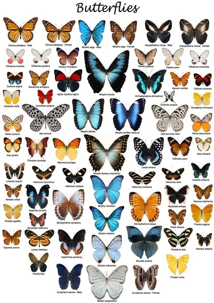 Butterfly Chart