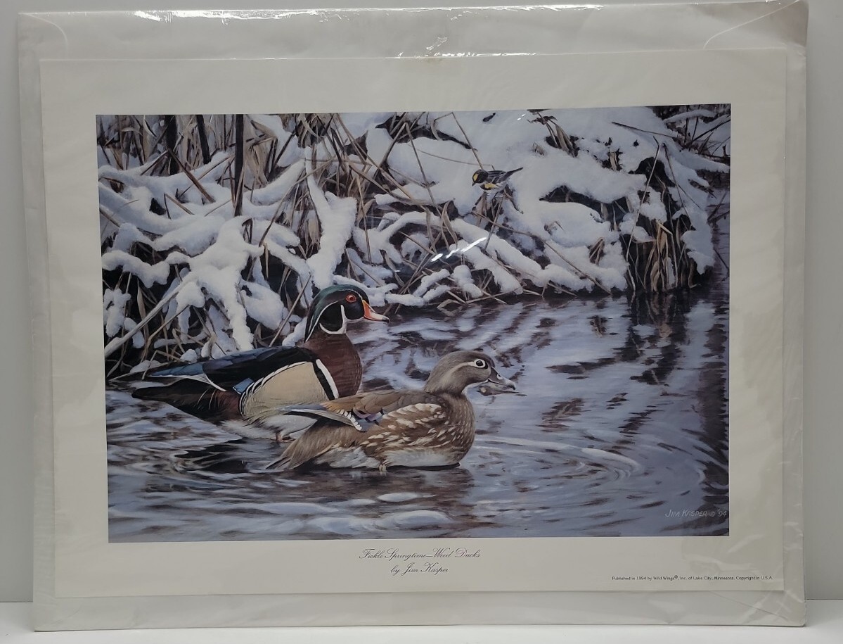 Fickle Springtime Wood Ducks Art Print By Jim Kasper - 13.75" x 10 ...