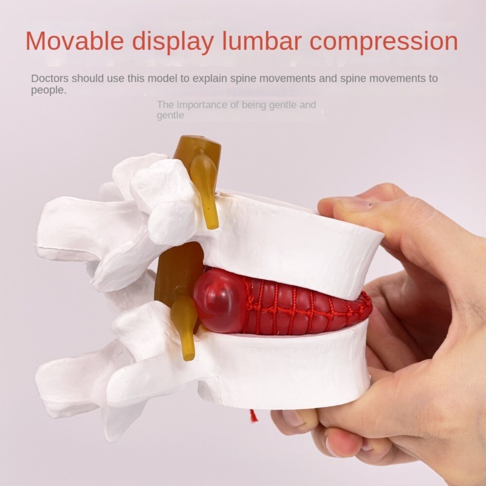 3D Human Anatomical Tool Teaching Tools Spinal Bone Teaching Aids | eBay
