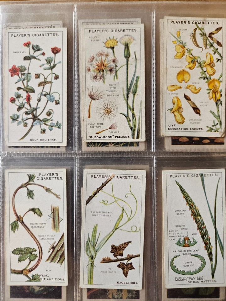 9 tea/cigarette card sets, flowers/trees, typhoo etc | eBay UK