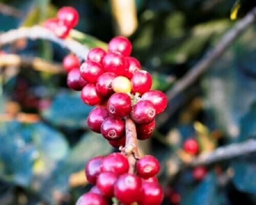 INDONESIA JAVA COFFEE BEANS DARK ROASTED 5 POUNDS | eBay