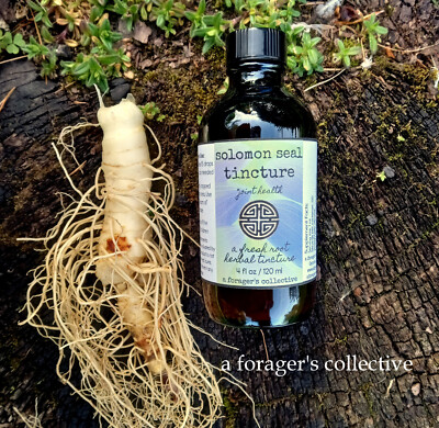 solomon seal tincture , solomon's root herbal extract , 4 oz size | eBay