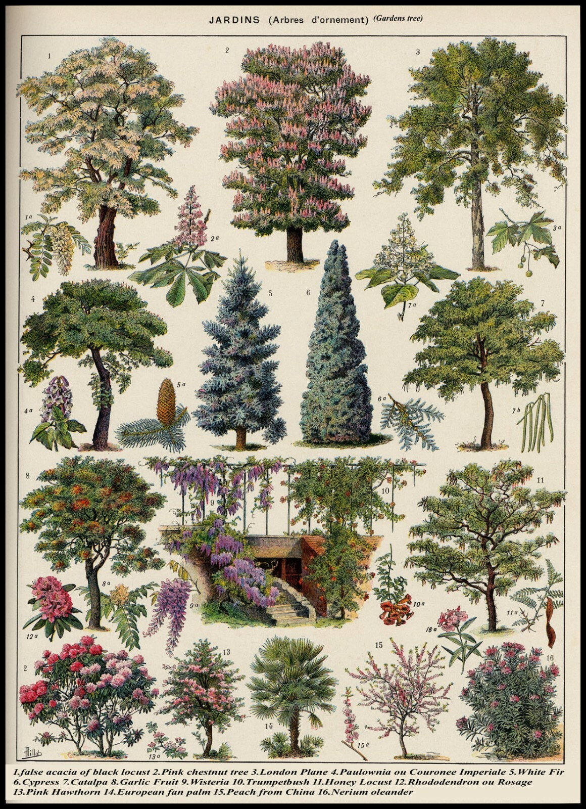 BOTANICAL PRINTS vintage TREE Identification poster wall art home ...