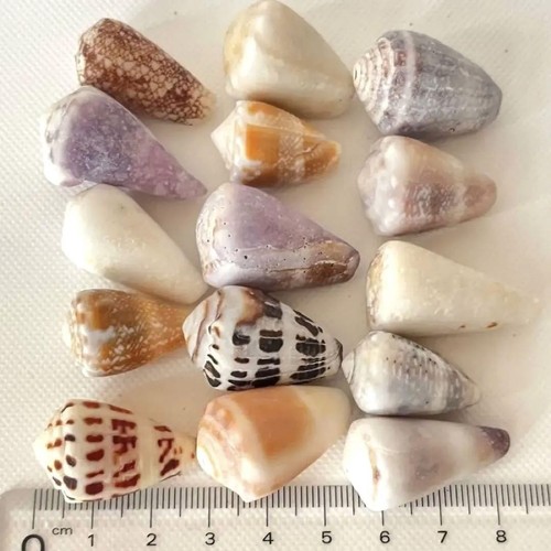 Natural Sea Shell Art Craft From Japan Conch Shells | eBay