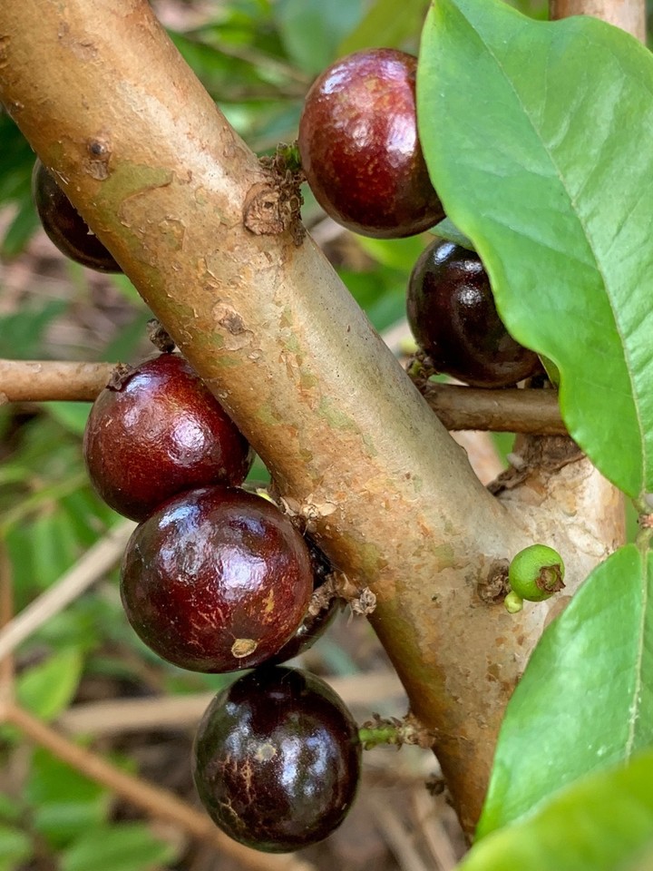 Red Hybrid Jaboticaba Myrciaria Plinia cauliflora x aureana Fruit Tree ...