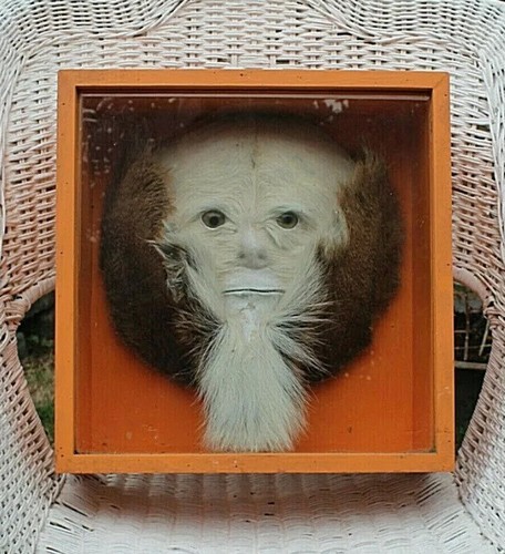 Vintage Sideshow Gaff Swamp Booger Freak taxidermy Gaff | eBay