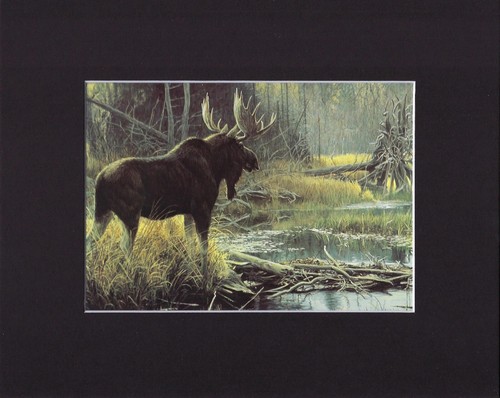 8X10" Matted Print Art Painting Picture, Robert Bateman: Moose in Marsh, 1980 | eBay