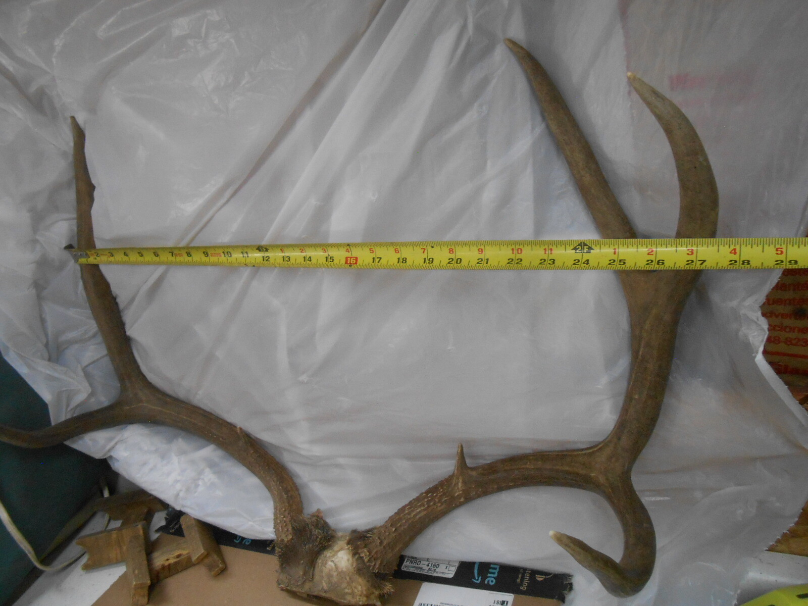 27 4/8 wide 2 pt Colorado MULE DEER RACK antlers whitetail mount sheds ...