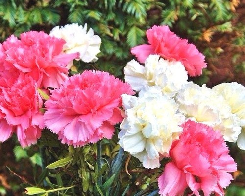 CARNATION 'Mix' 100 seeds mixed colours flower garden edible dwarf ...