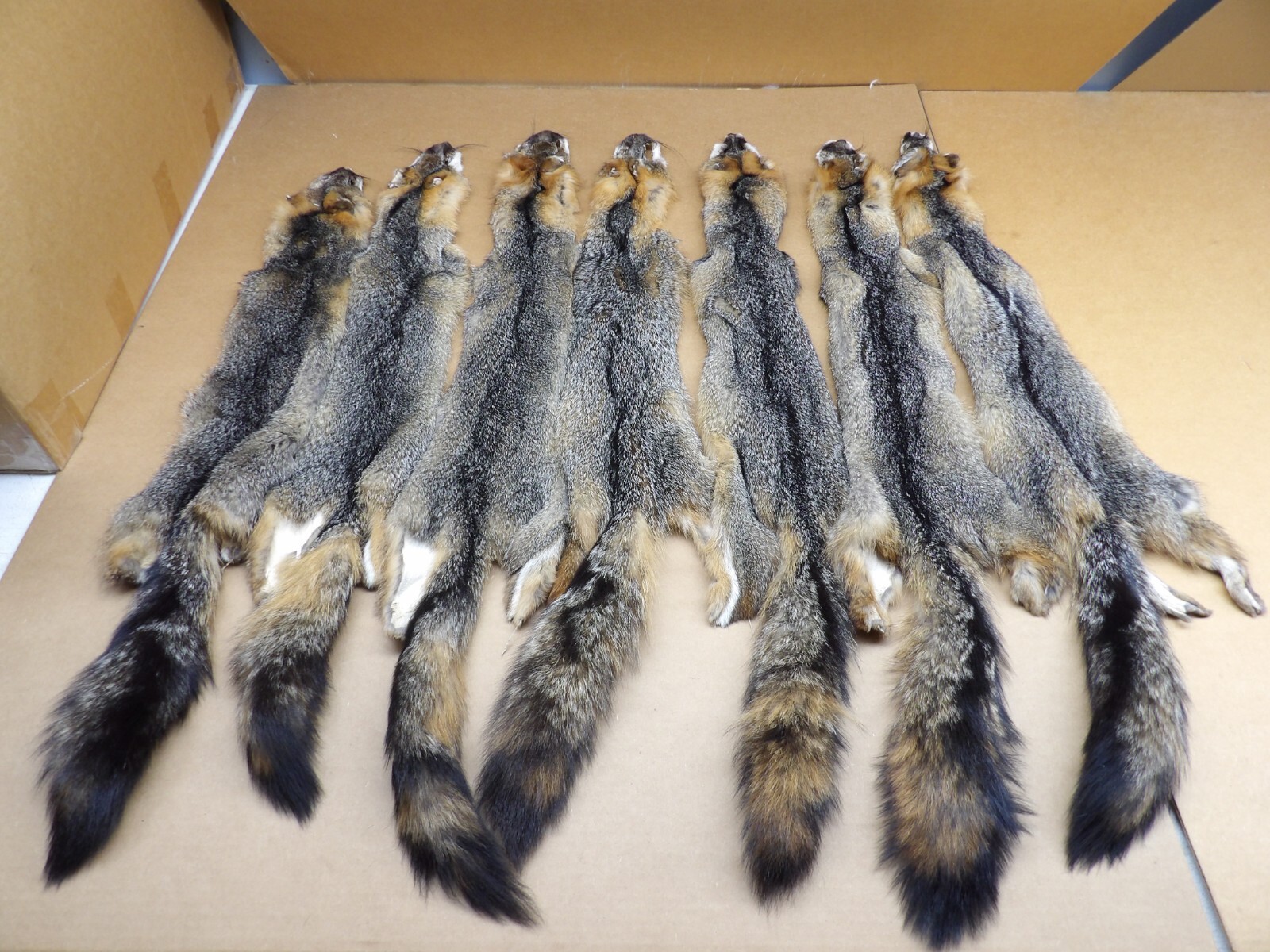 #1 Grey Fox Professionally Tanned/Furs/Trapping/Taxidermy/Crafts/USA ...