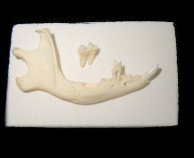 Insectivore comparative anatomy rare bones Erinaceus Hedgehog lower jaw ...