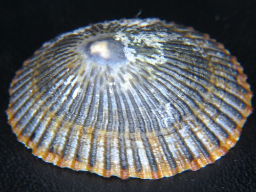 CELLANA EXARATA:HAW'N ENDEMIC @ 39.23MM-LARGE & CLEAN (OPIHI IN ...