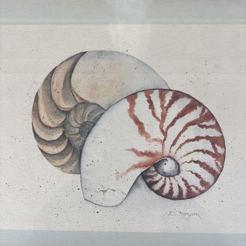 RARE! D. Morgan Art Print Nautilus Sea Shell Watercolor Signed Print ...
