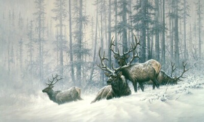 Larry Fanning Mountain Majesty Bull Elk Limited Edition Canvas Signed ...