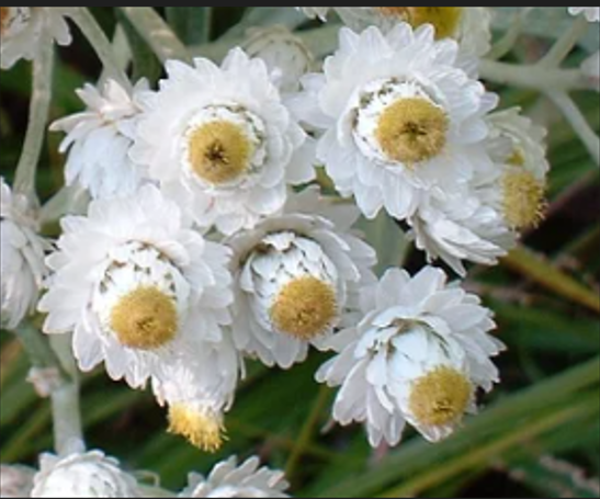 100 Seeds PEARLY EVERLASTING Anaphalis Margaritacea Fragrant Butterfly ...