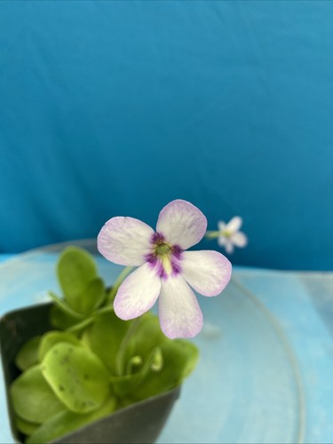 Pinguicula Bugbane Carnivorous 3 Rosettes Plant Hybrid Pink Purple ...