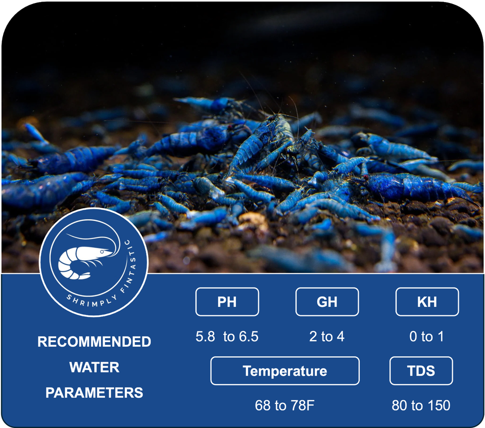 10 Extreme Blue Bolt Caridina Shrimp | FREE SHIPPING | Live Guarantee ...