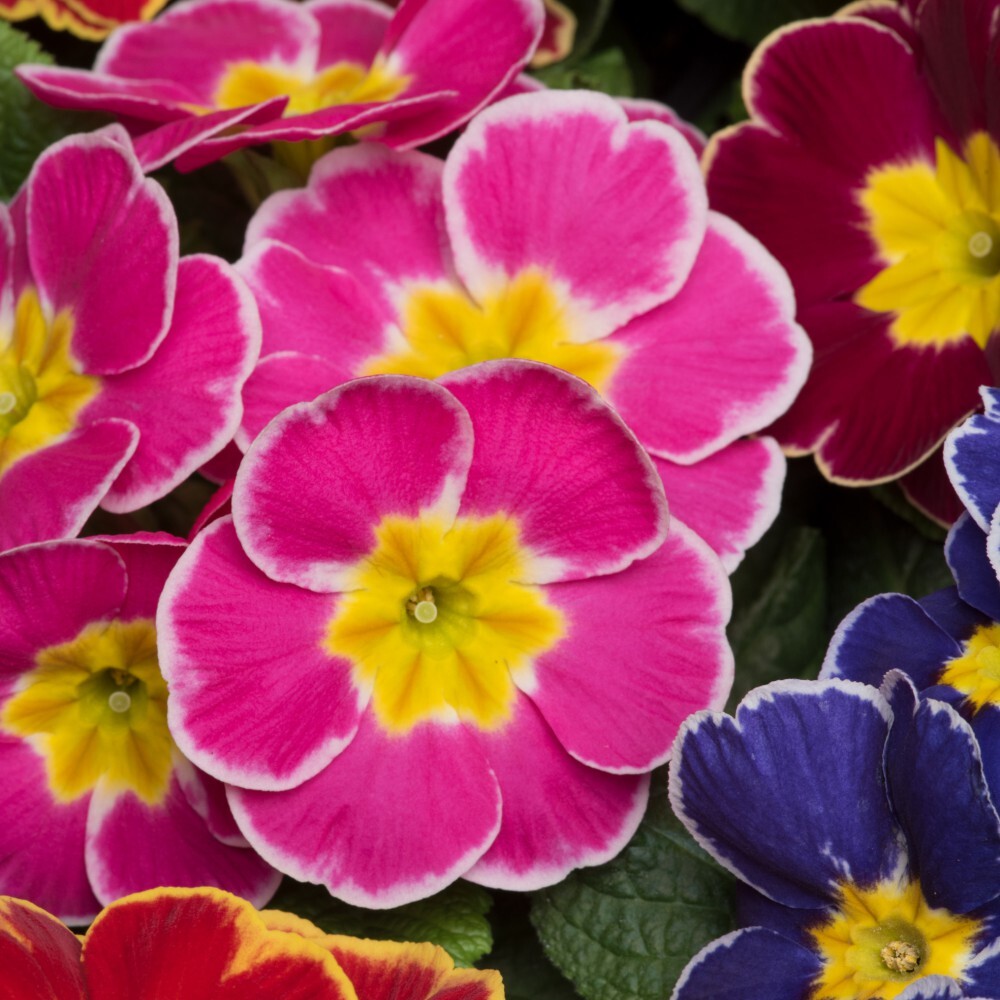 T&M Primrose 'Eclipse Mixed' Hardy Perennial Winter Flowers Plug Plants ...