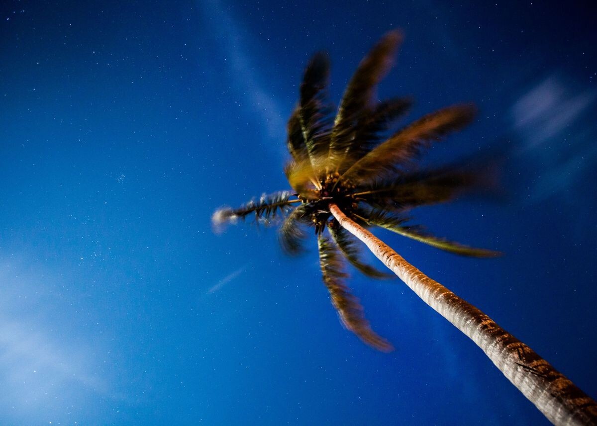 Palm Tree Space Visible PREMIUM POSTER FILM PRINT HIGH QUALITY Thick ...