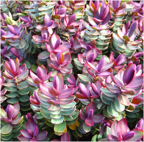 Hebe 'Red Edge' | Evergreen Shrub | Pot Plant | eBay UK