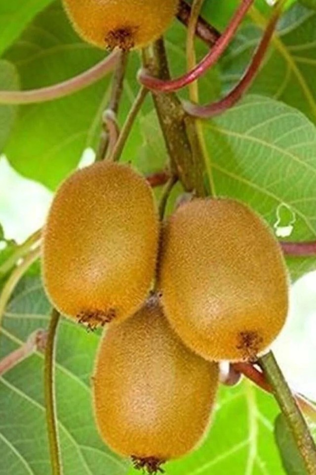 Package of 2 Hayward Kiwi Saplings Grafted from TURKEY (1 MALE 1 FEMALE ...