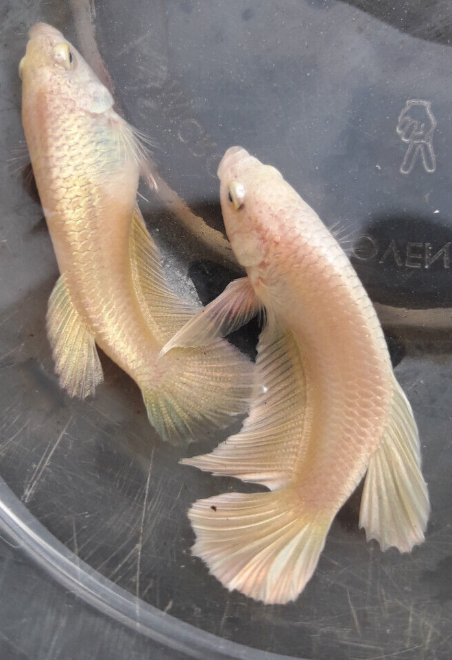 super high end gold HMPK pair available with new stock || price pair ...