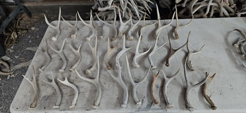 30 2 Point Deer Antlers Horns Elk Moose Rack | eBay