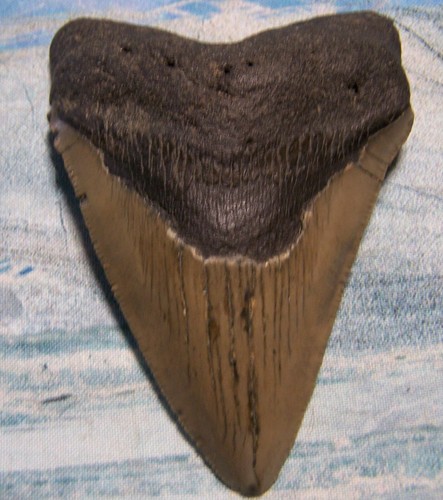 MEGALODON Shark Tooth 3 3/4" sharks teeth BIG jaw fossil REAL megladon ...