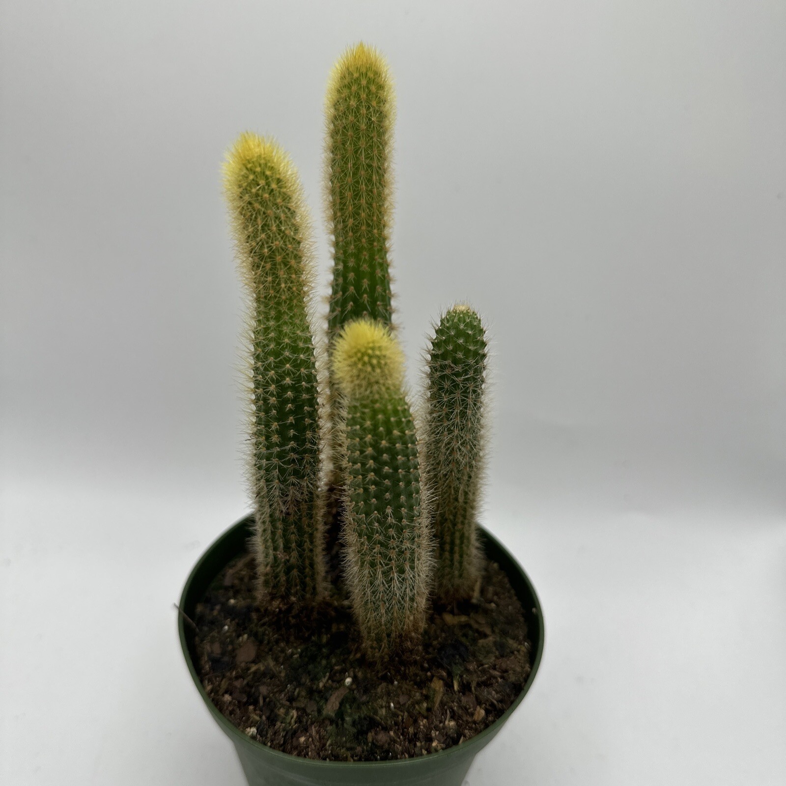 Cleistocactus winteri Golden Rat Tail Cactus | eBay