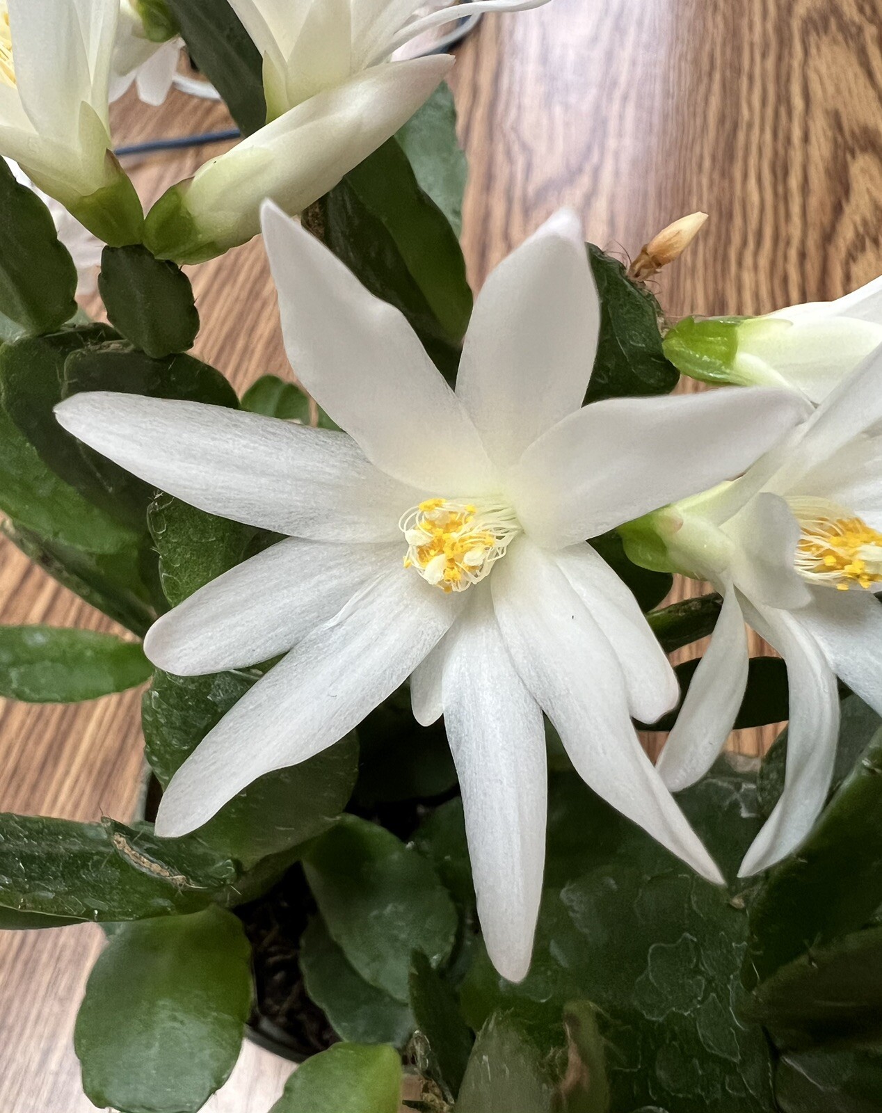 Easter Cactus White Spring Sunrise Cactus Rooted Rhipsalidopsis Hatiora ...