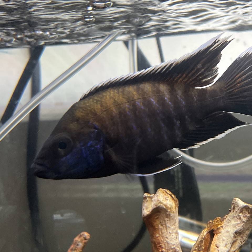 Walteri aulonocara Cichlid 4-5” Male USA *what You See Is The Fish You ...