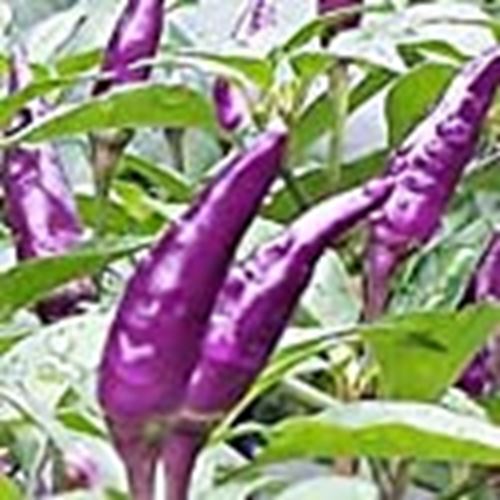 Explosive Ember Hot Peppers Seeds (((25 Seed Packet))) (More Heirloom ...