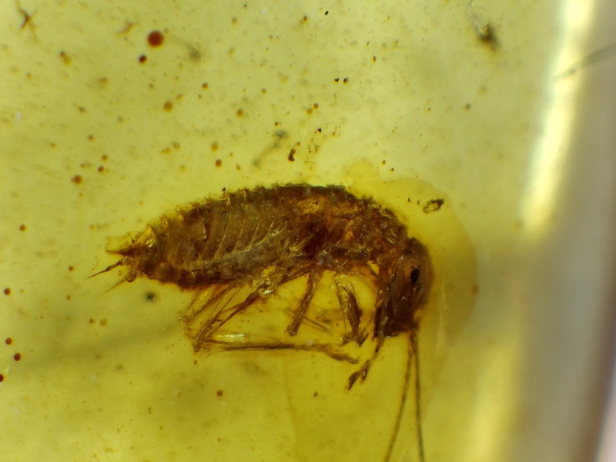 Cricket Larvae