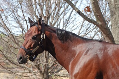 Color Photo of Golden Pal at Coolmore November 2022 headshot | eBay