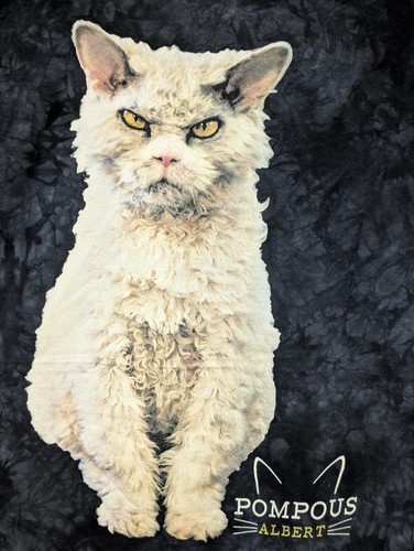 The Mountain Men's T-shirt Blue Pompous Albert A Selkirk Rex Cat RL XL ...