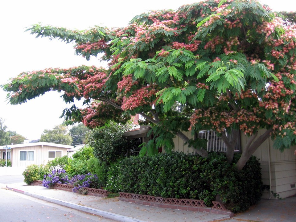 Mimosa Silk Tree, Albizia julibrissin, Seeds (Fast, Hardy, Fragrant) | eBay