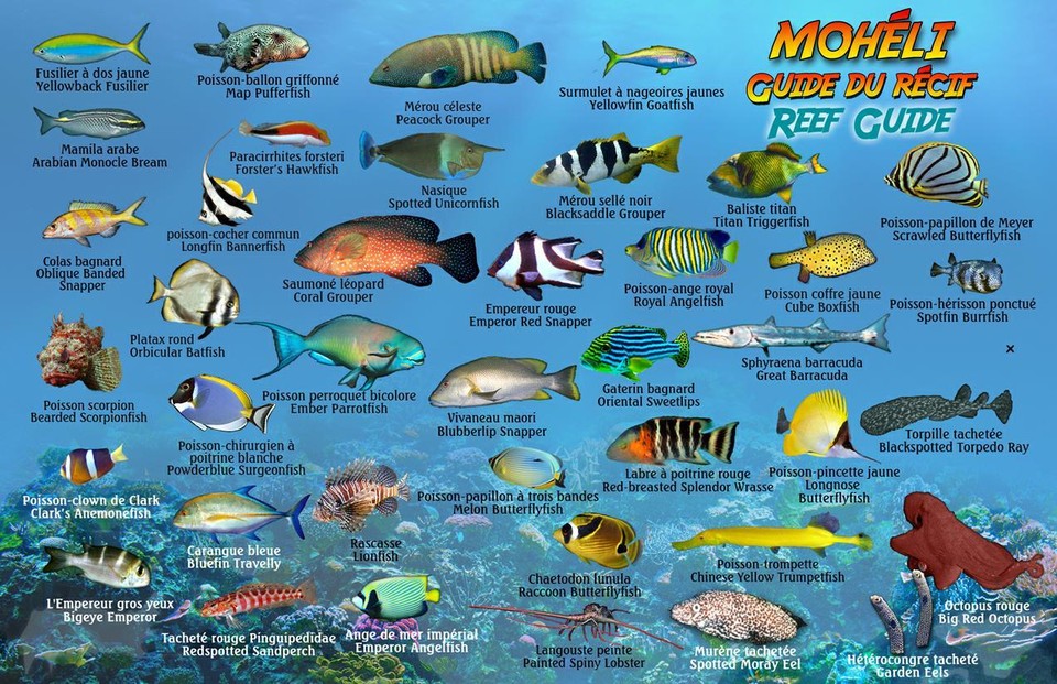 Moheli Comoros Islands Africa Dive Map & Reef Creatures Laminated Fish ...