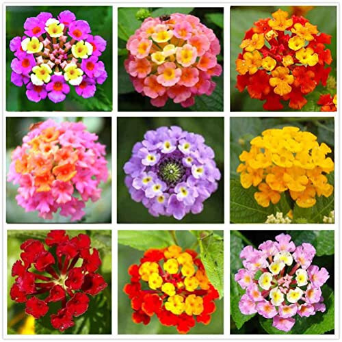 Lantana Flower Photos