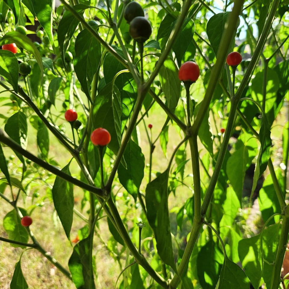 Birds Eye Pepper Seeds Chiltepin Tepin Chile Pequin 60+ Seeds Free ...