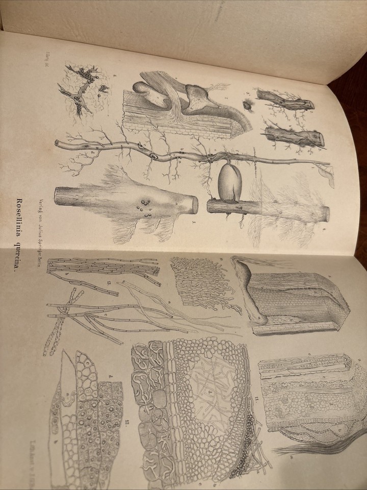 RARE-1880- Forest Botanical Institute Munich-Robert Hartig-German ...